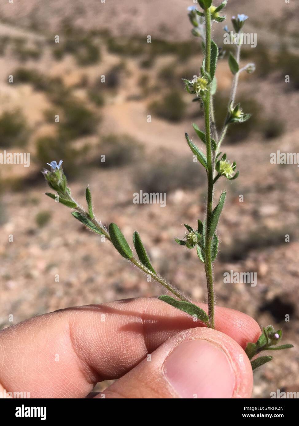(Lappula occidentalis occidentalis) Plantae Stock Photo - Alamy