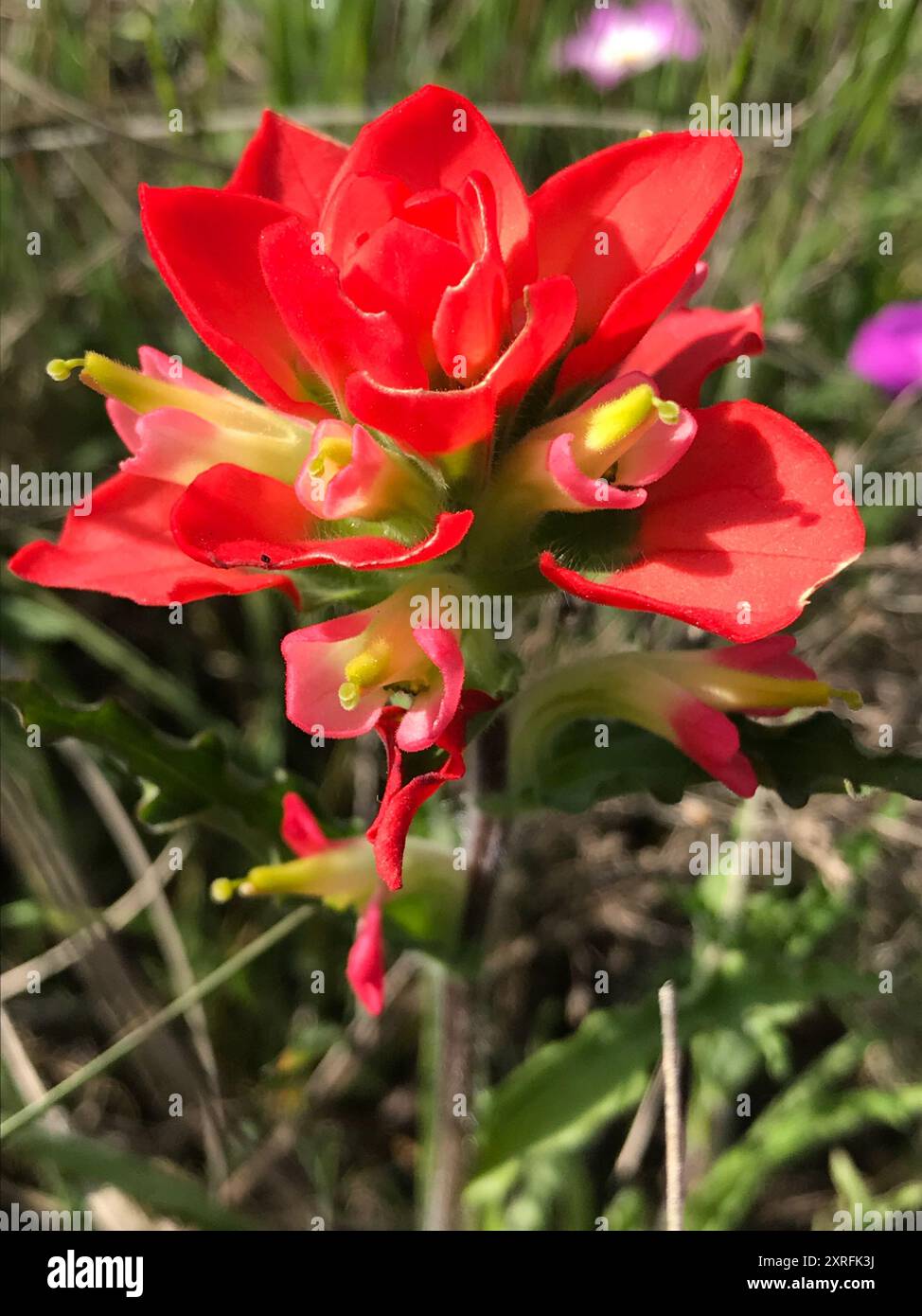 Texas Paintbrush (Castilleja indivisa) Plantae Stock Photo - Alamy