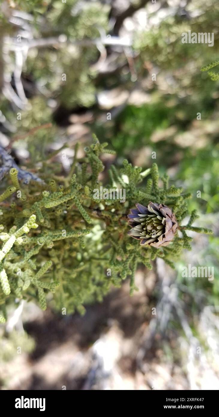 California juniper (Juniperus californica) Plantae Stock Photo - Alamy