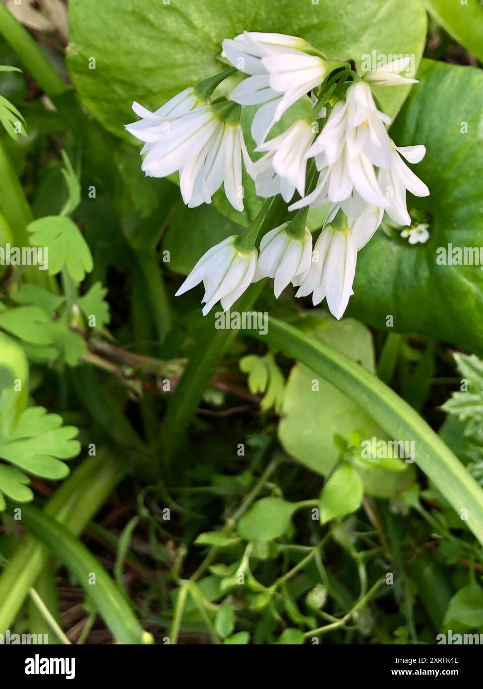Three-cornered garlic (Allium triquetrum) Plantae Stock Photo - Alamy