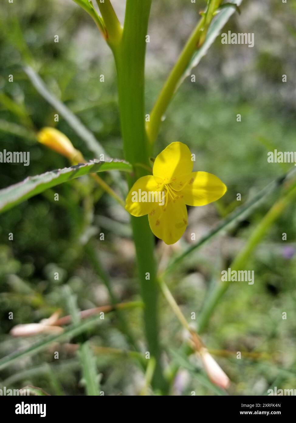 California primrose (Eulobus californicus) Plantae Stock Photo - Alamy
