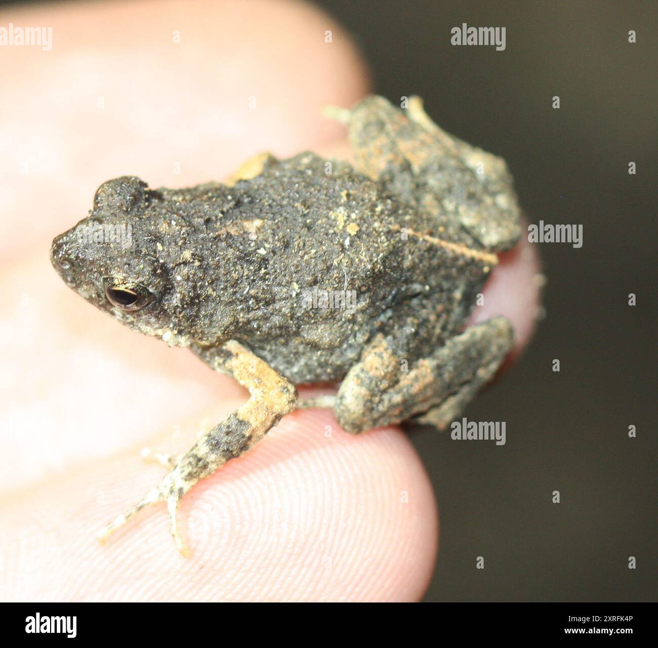 Túngara Frog (Engystomops pustulosus) Amphibia Stock Photo - Alamy