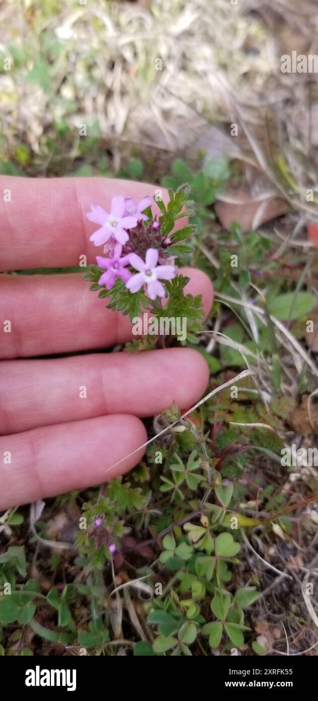 Dwarf Verbena (Glandularia pumila) Plantae Stock Photo - Alamy