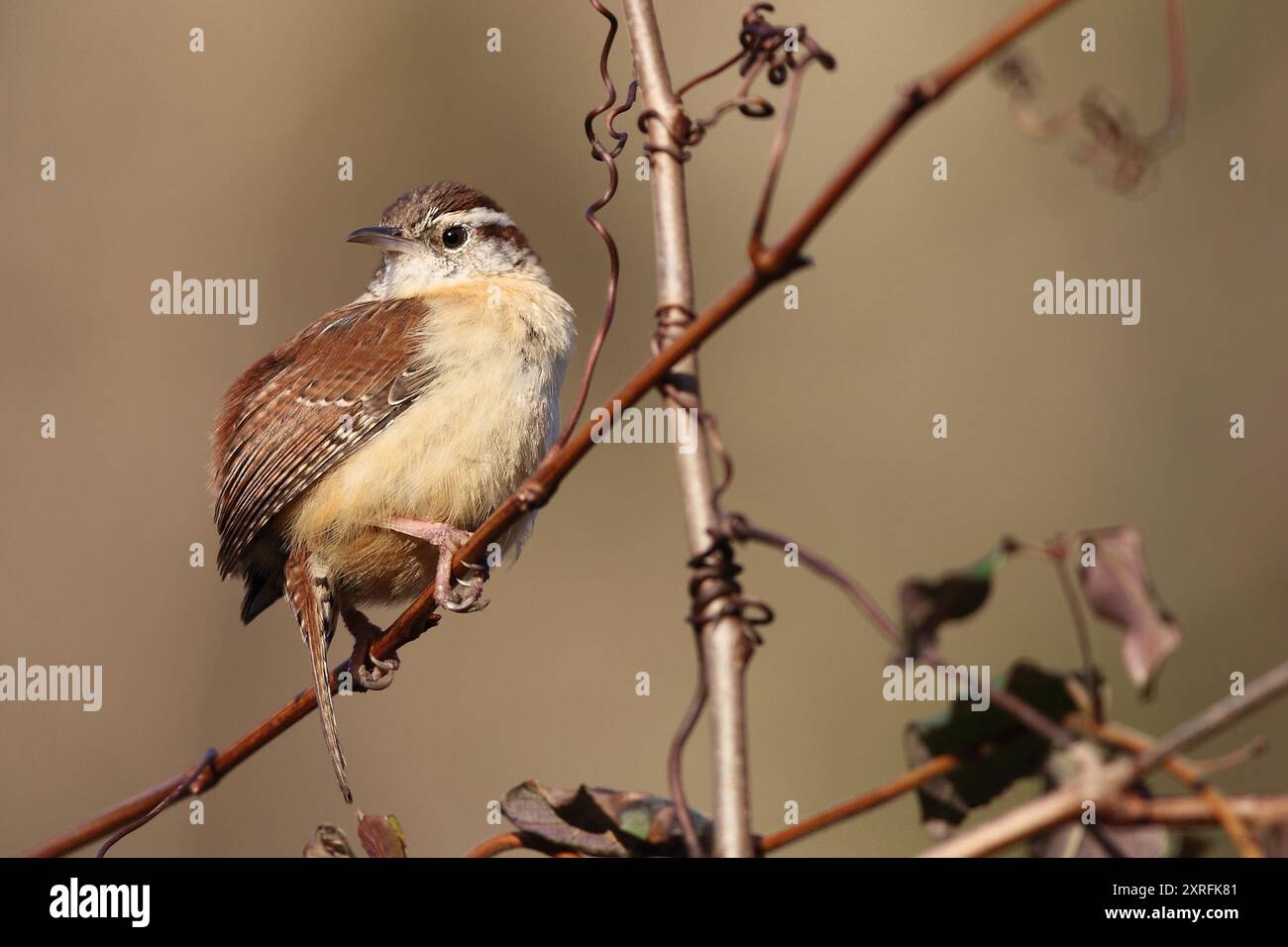 Carolina Wren (Thryothorus ludovicianus) Aves Stock Photo - Alamy