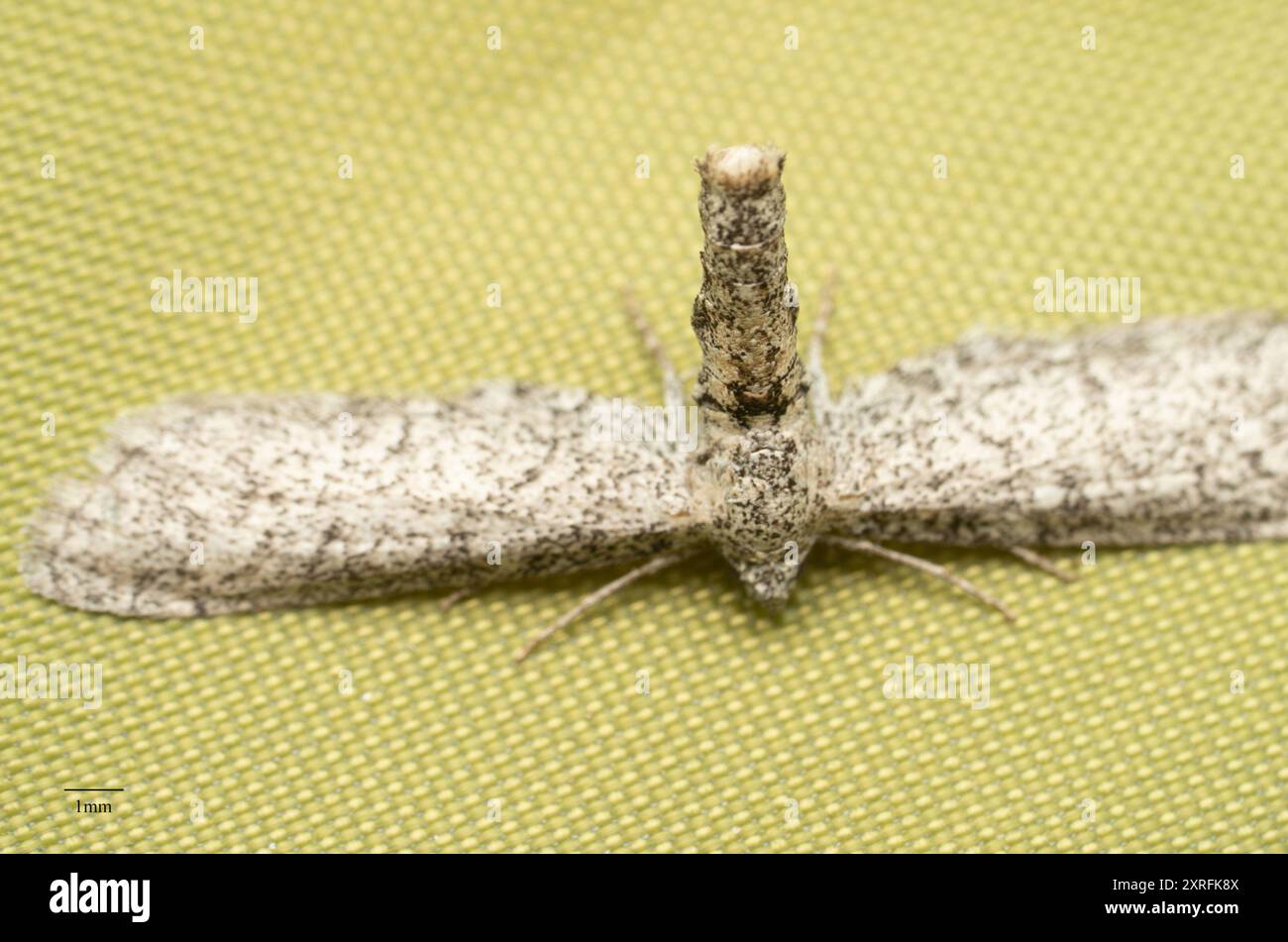 Geometer Moths (Geometridae) Insecta Stock Photo - Alamy