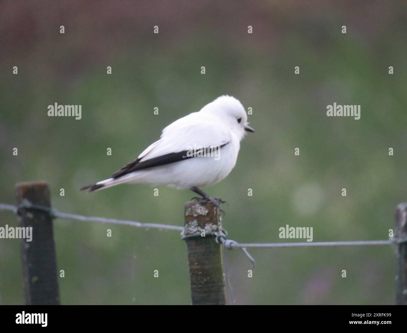 White Monjita (Xolmis irupero) Aves Stock Photo - Alamy