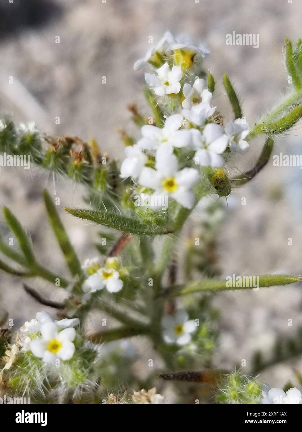 Clearwater cryptantha (Cryptantha intermedia) Plantae Stock Photo - Alamy