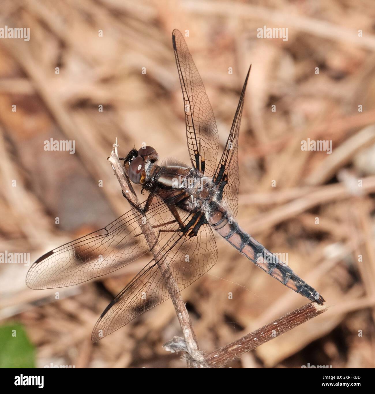 Blue Corporal (Ladona deplanata) Insecta Stock Photo - Alamy