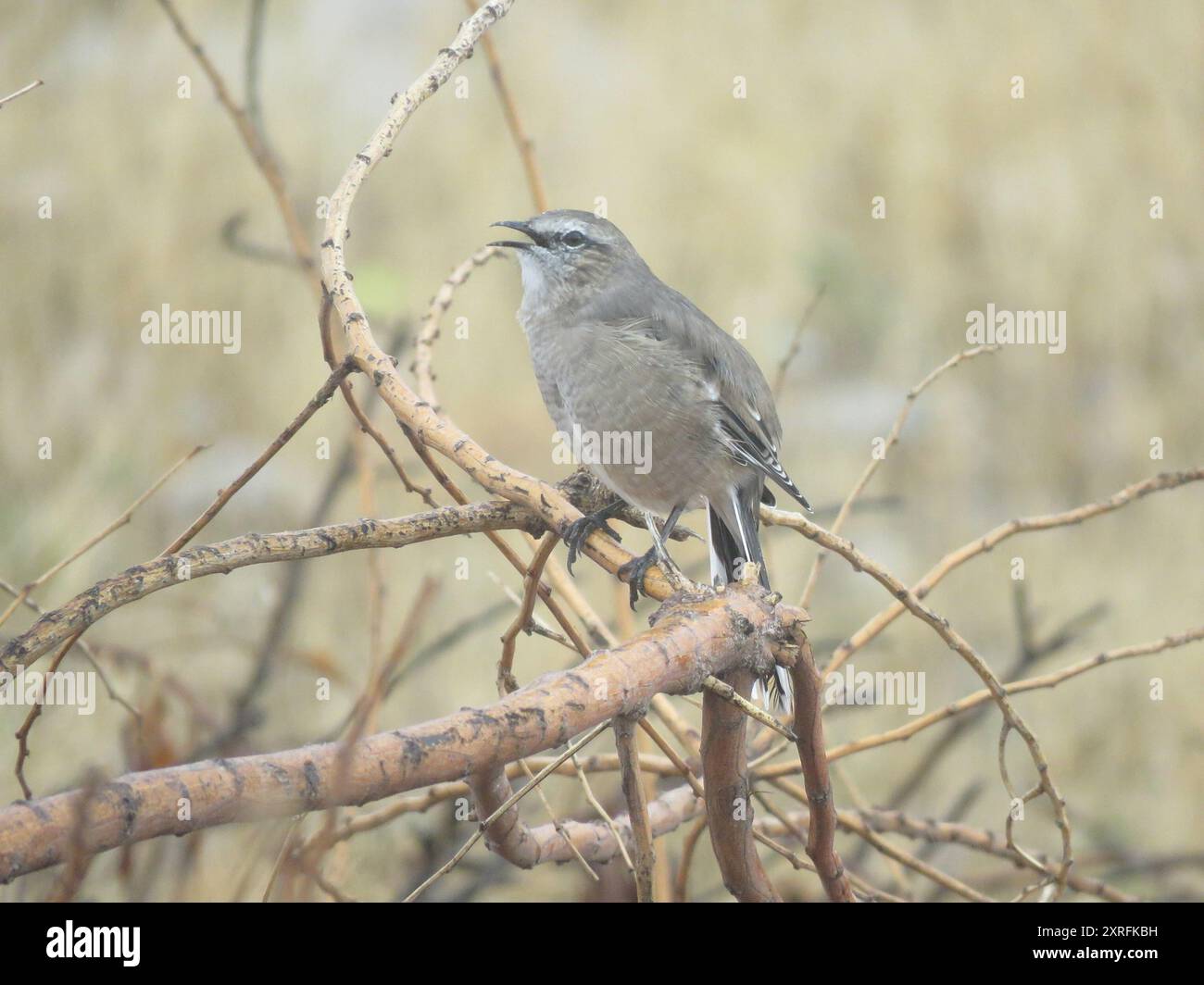 Patagonian Mockingbird (Mimus patagonicus) Aves Stock Photo - Alamy