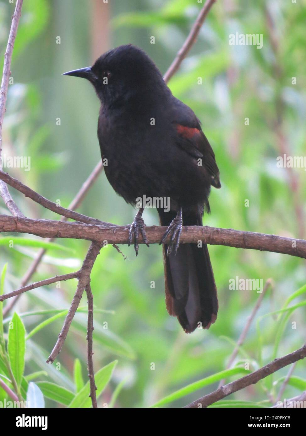 Variable oriole icterus pyrrhopterus hi-res stock photography and ...