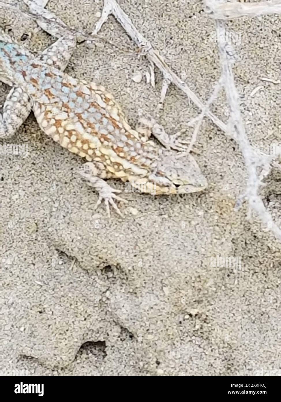 Western Side-blotched Lizard (Uta stansburiana elegans) Reptilia Stock ...