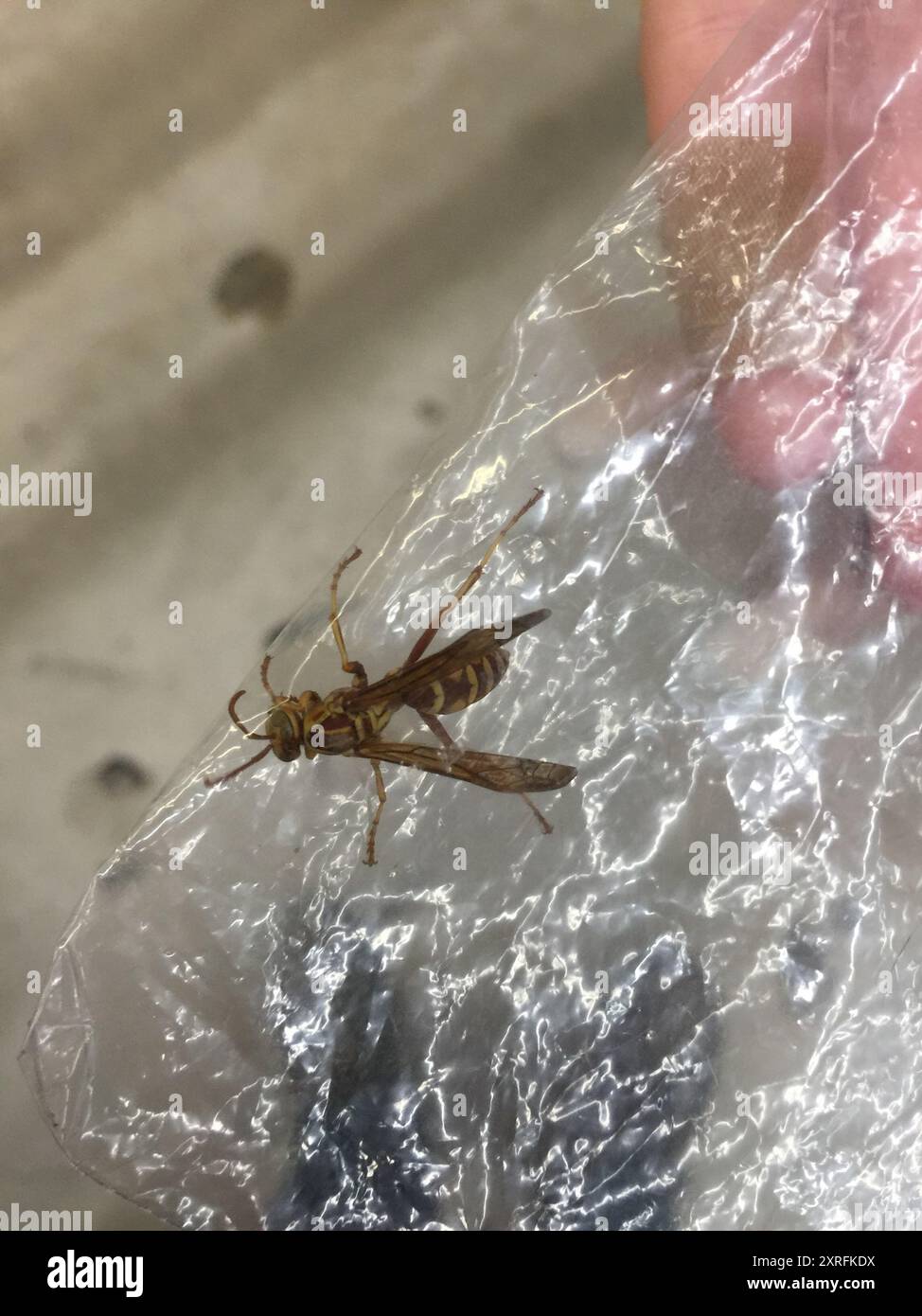 Apache Paper Wasp (Polistes apachus) Insecta Stock Photo - Alamy