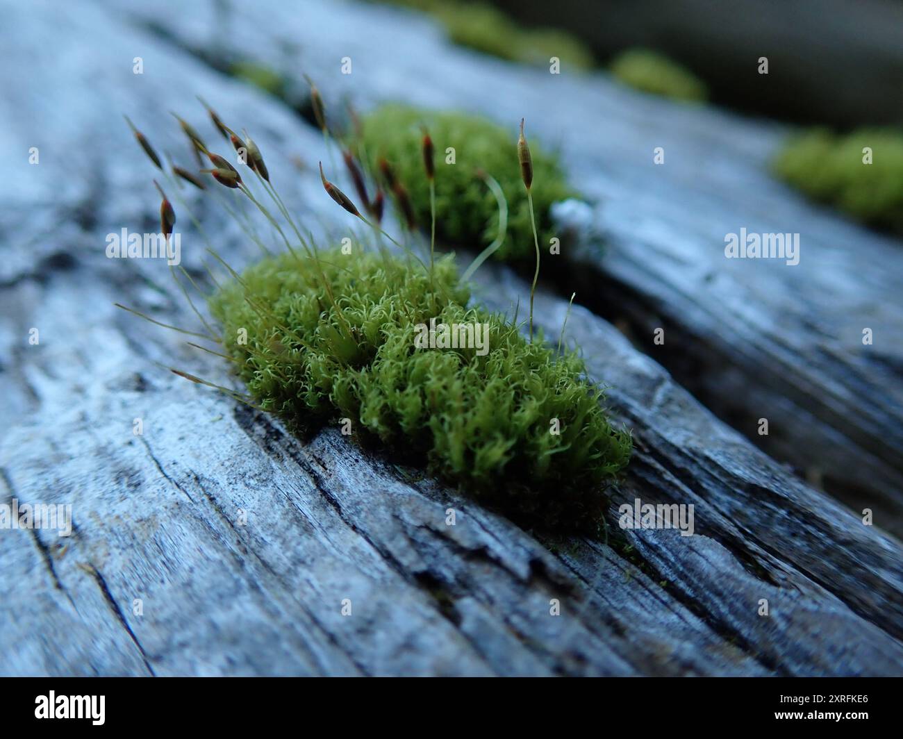 Common Pincushion (Dicranoweisia cirrata) Plantae Stock Photo - Alamy