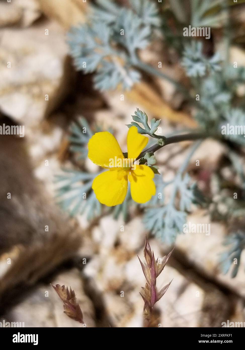 Little Gold Poppy (Eschscholzia minutiflora) Plantae Stock Photo - Alamy
