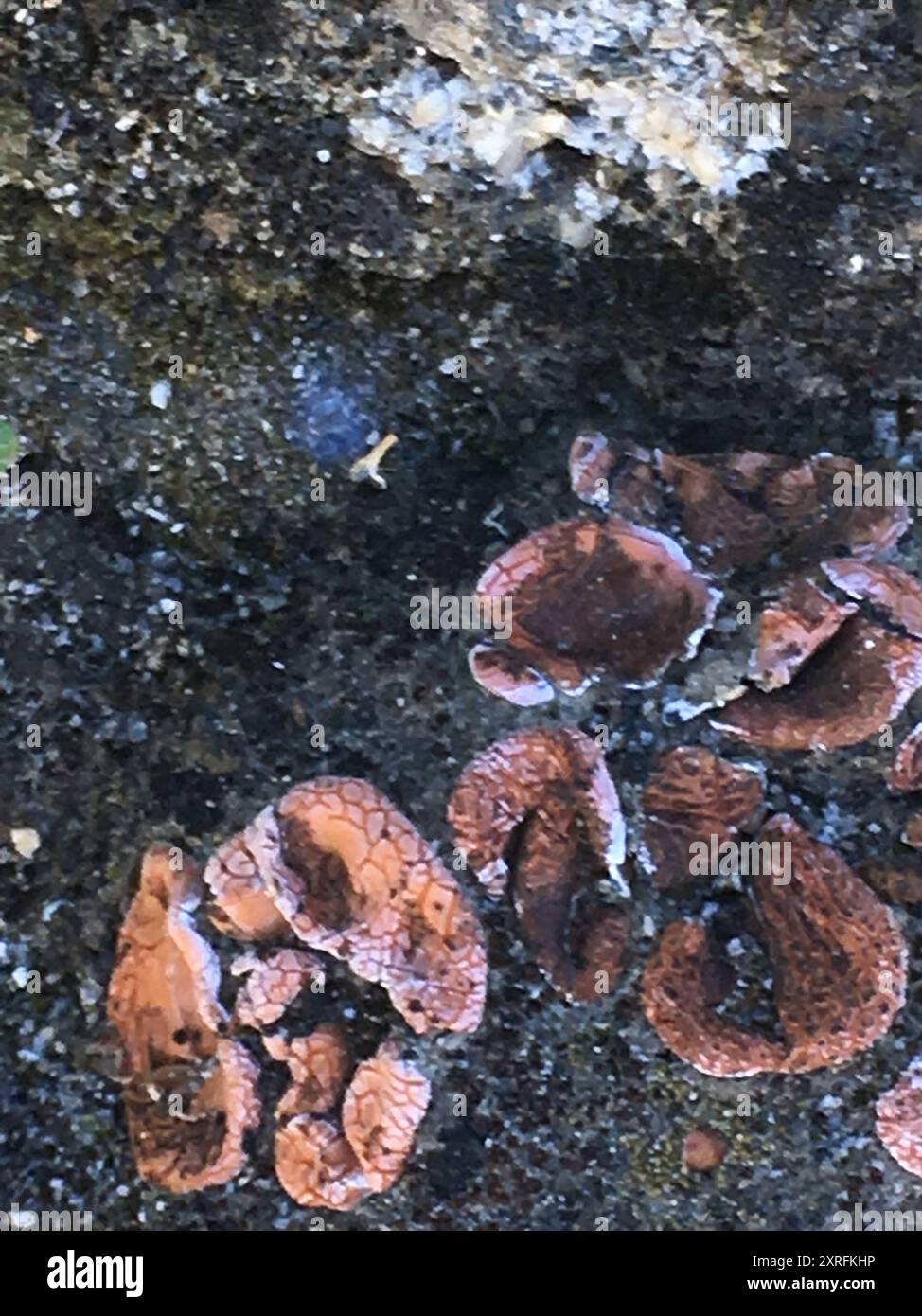 Blushing Scale (Psora decipiens) Fungi Stock Photo - Alamy