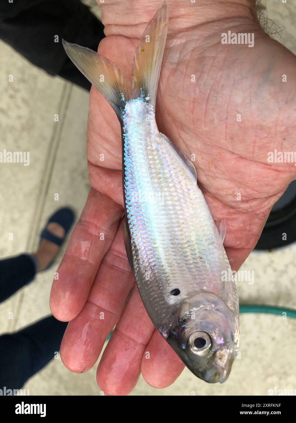 American gizzard shad hi-res stock photography and images - Alamy