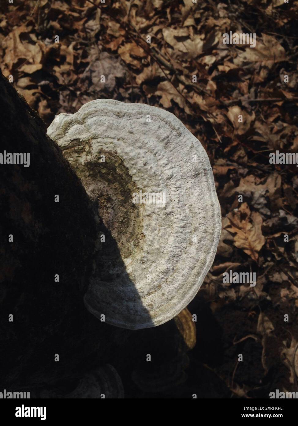 Lumpy Bracket (Trametes gibbosa) Fungi Stock Photo - Alamy