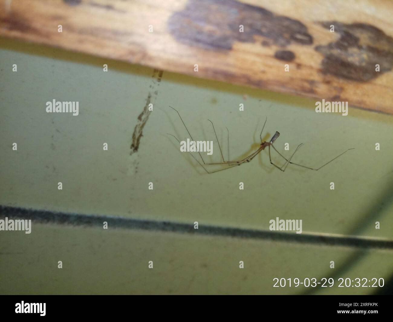 Long-bodied Cellar Spider (Pholcus phalangioides) Arachnida Stock Photo ...