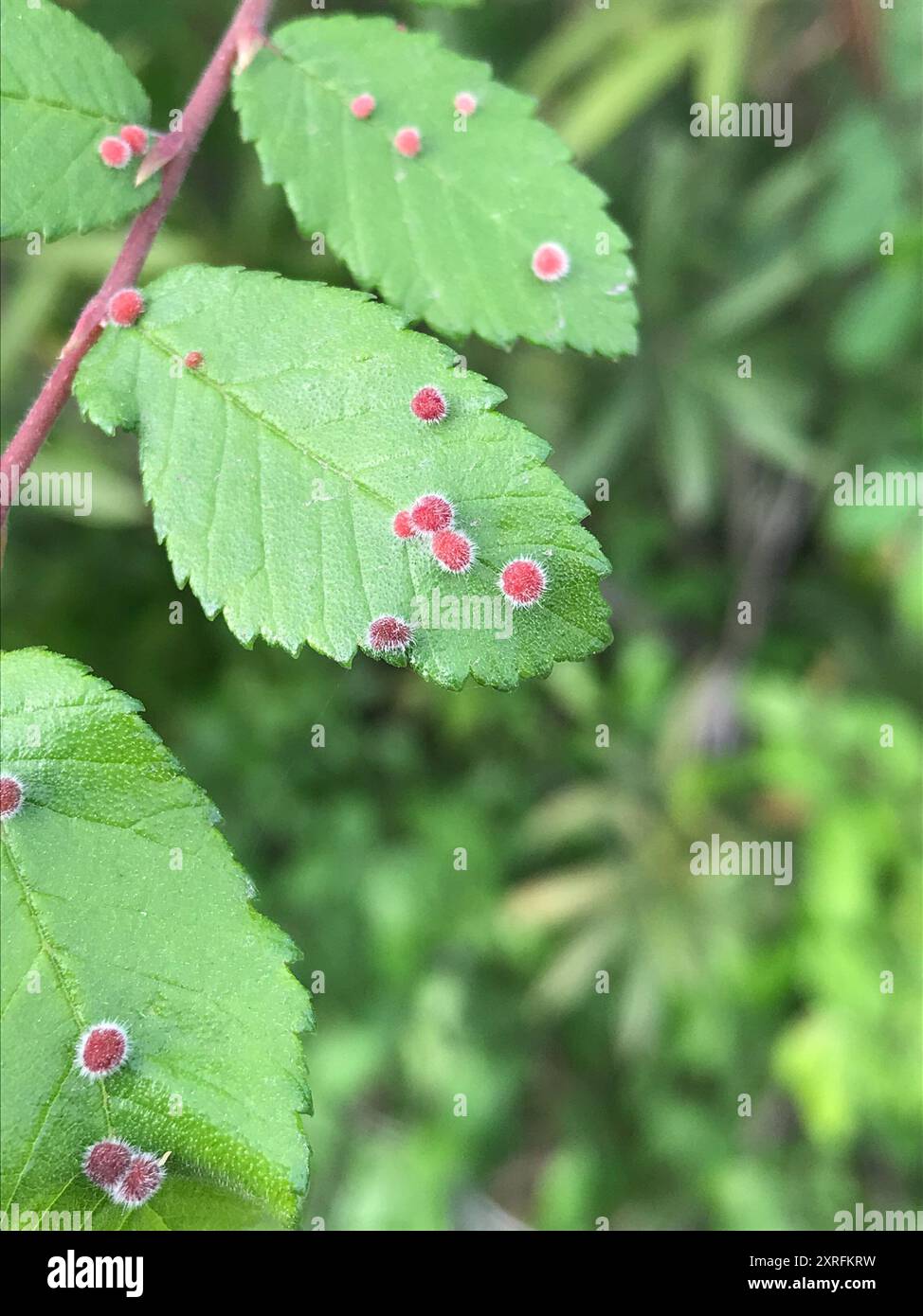 Gall and Rust Mites (Eriophyidae) Arachnida Stock Photo - Alamy