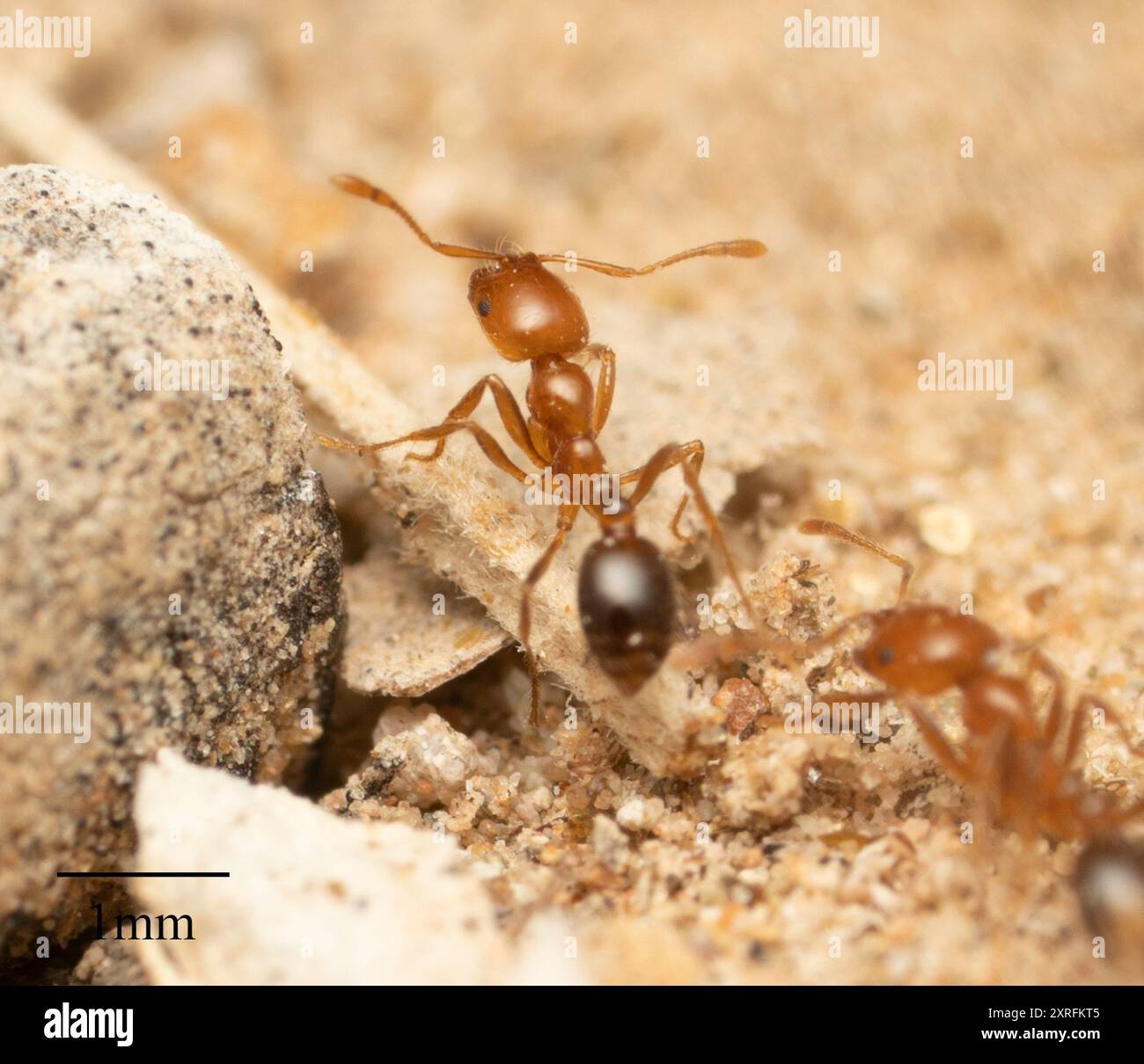 Southern Fire Ant (Solenopsis xyloni) Insecta Stock Photo - Alamy