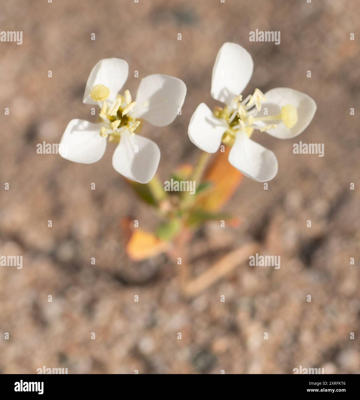 Booth's Evening Primrose (Eremothera boothii) Plantae Stock Photo - Alamy