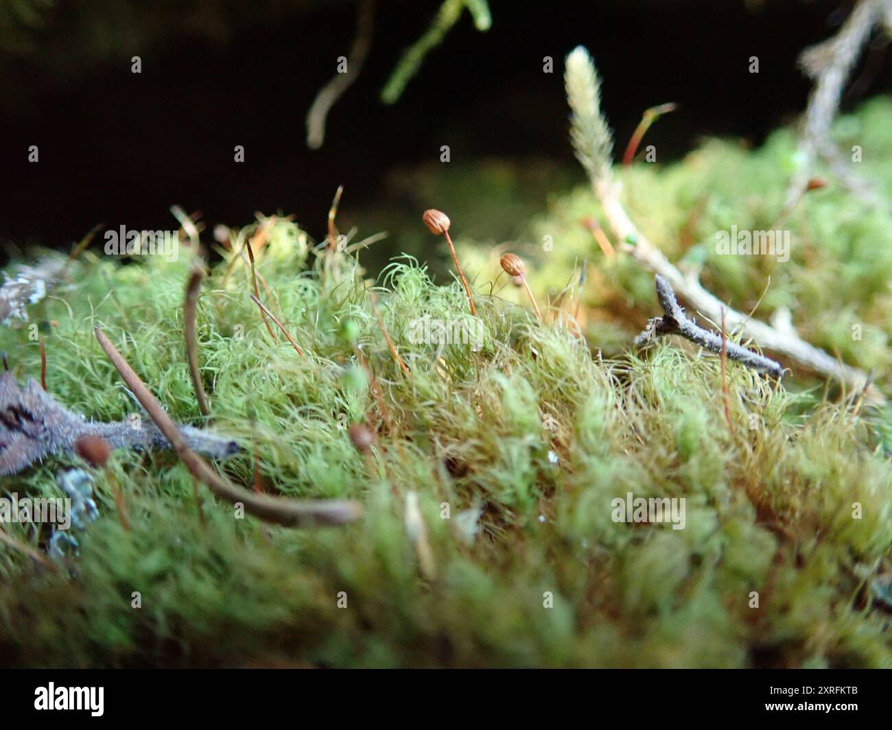 Common Apple-moss (Bartramia pomiformis) Plantae Stock Photo - Alamy