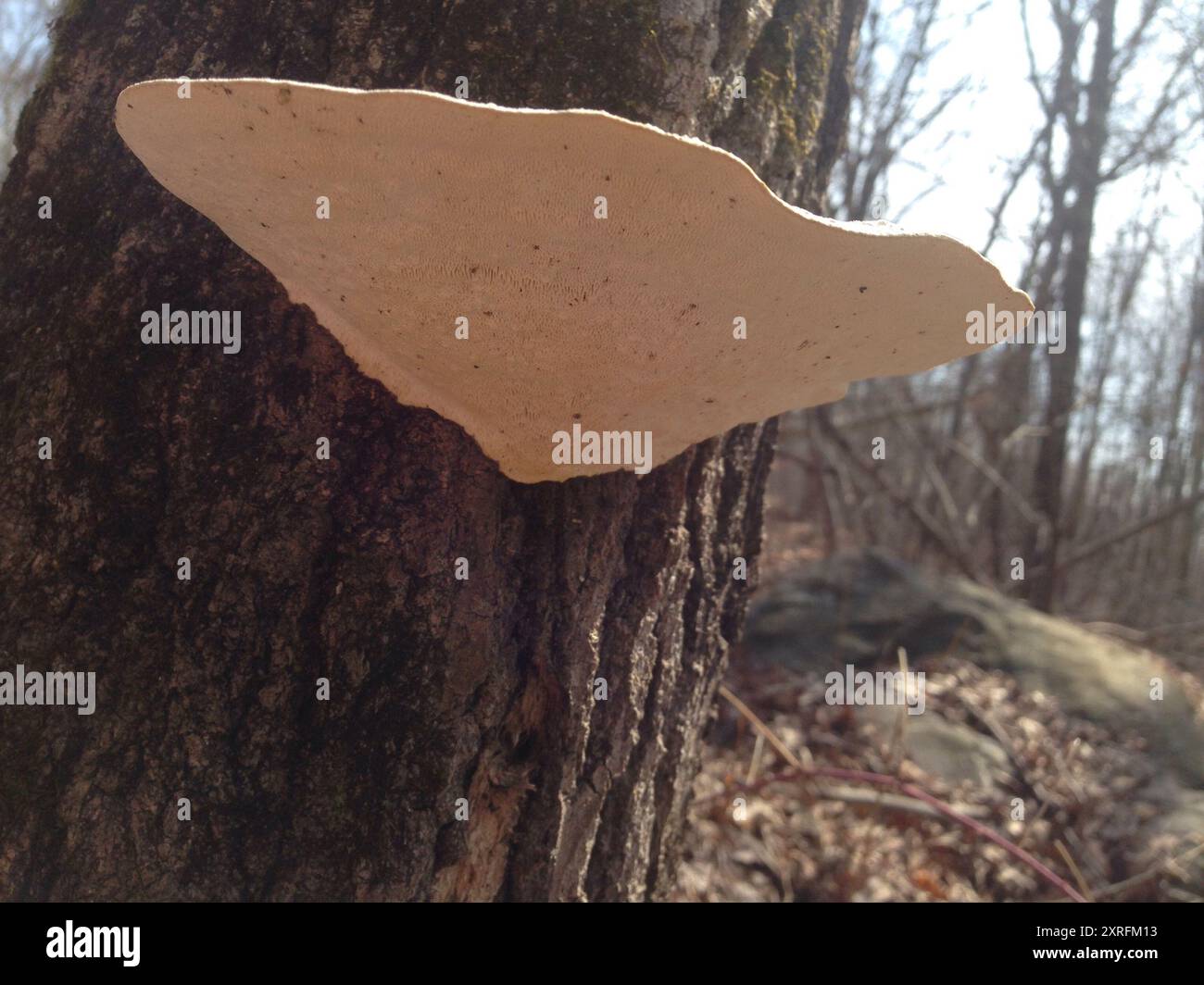 Lumpy Bracket (Trametes gibbosa) Fungi Stock Photo - Alamy