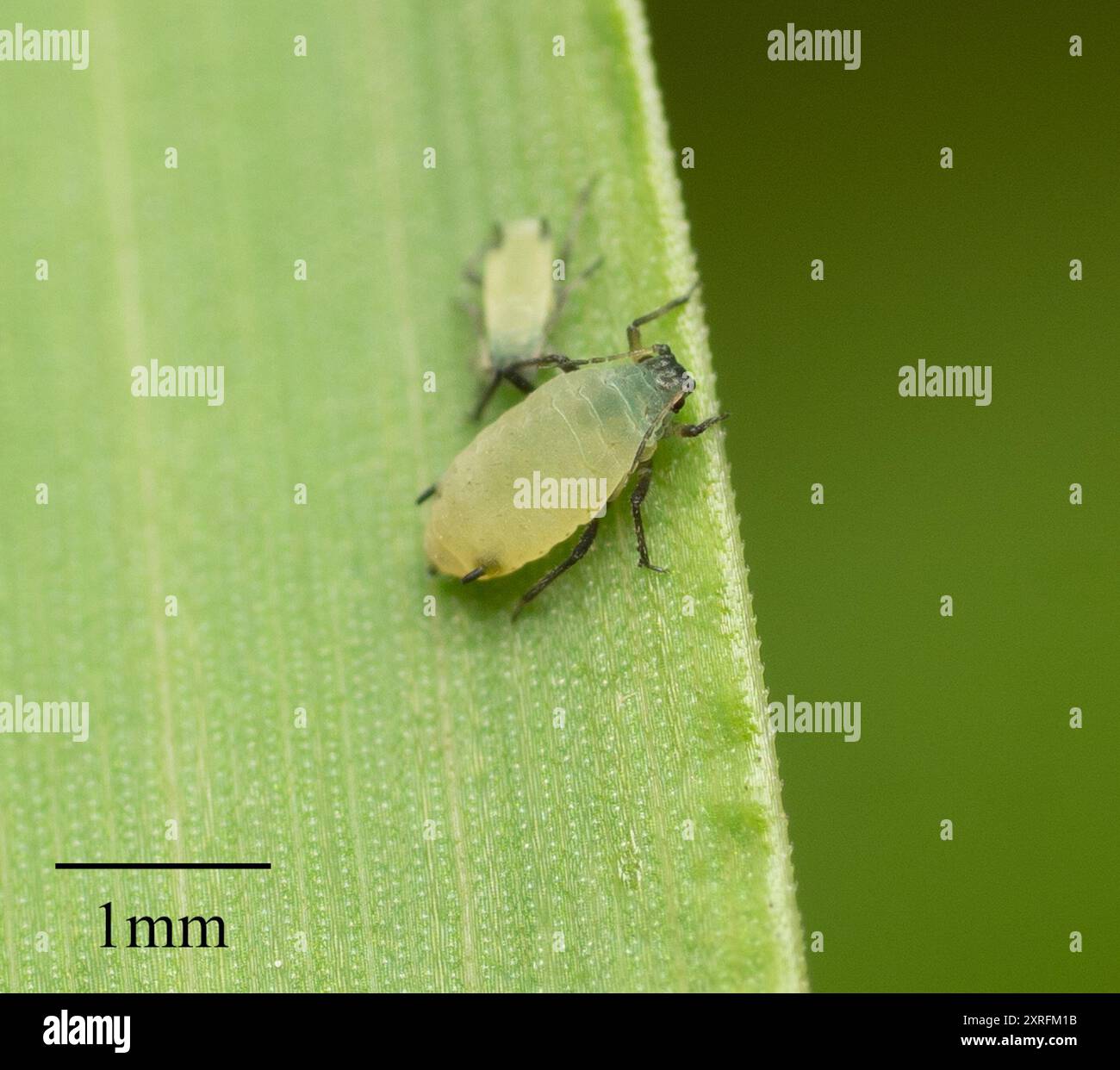 Corn Leaf Aphid (Rhopalosiphum maidis) Insecta Stock Photo - Alamy