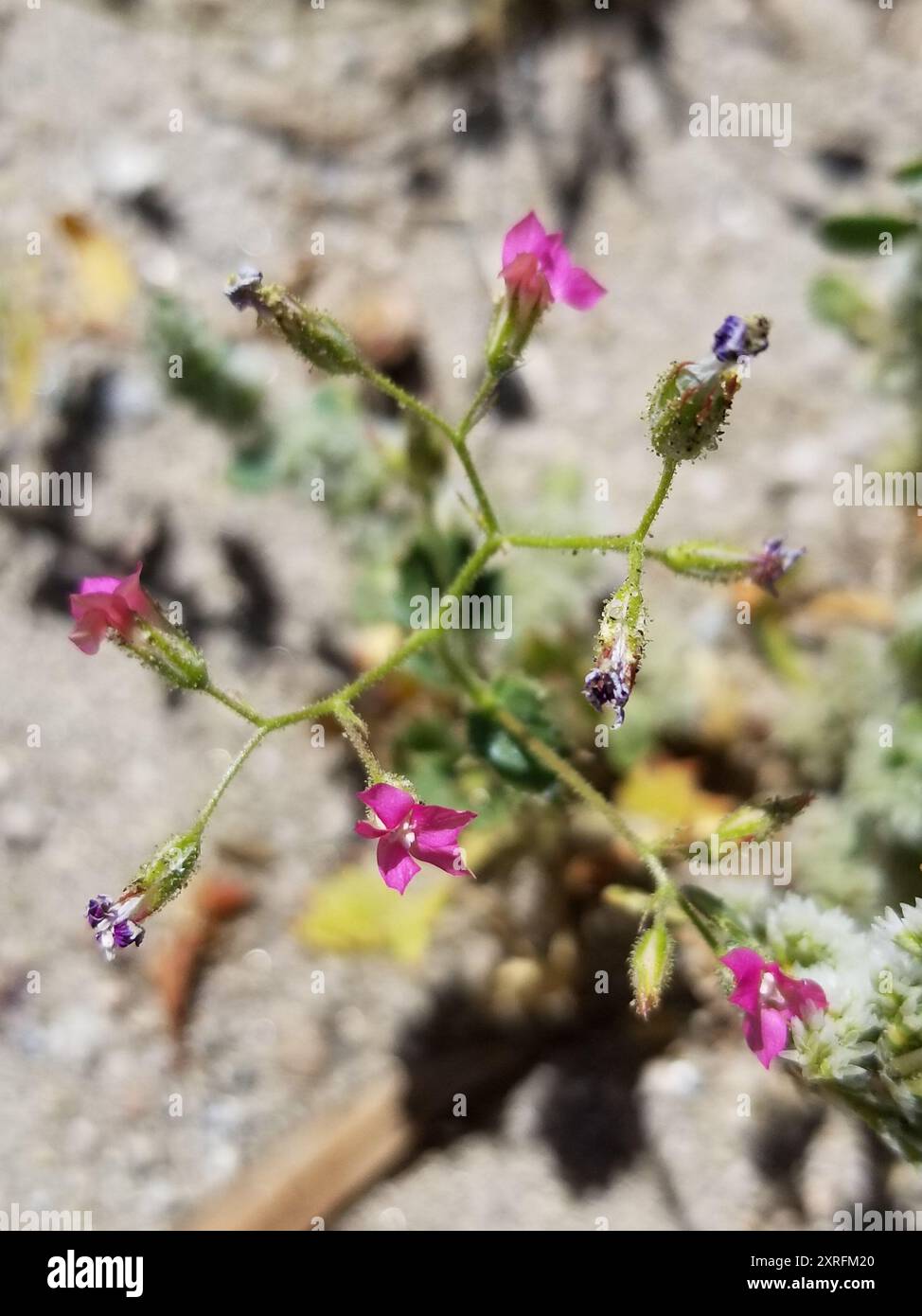 Gilia latifolia hi-res stock photography and images - Alamy