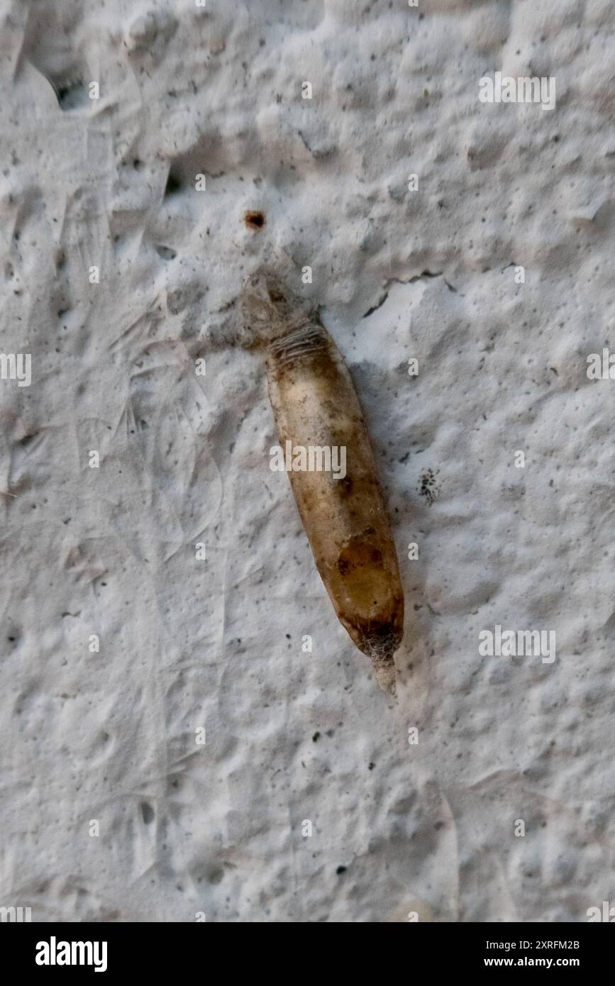 Common Mummy Wasps (Aleiodes) Insecta Stock Photo - Alamy