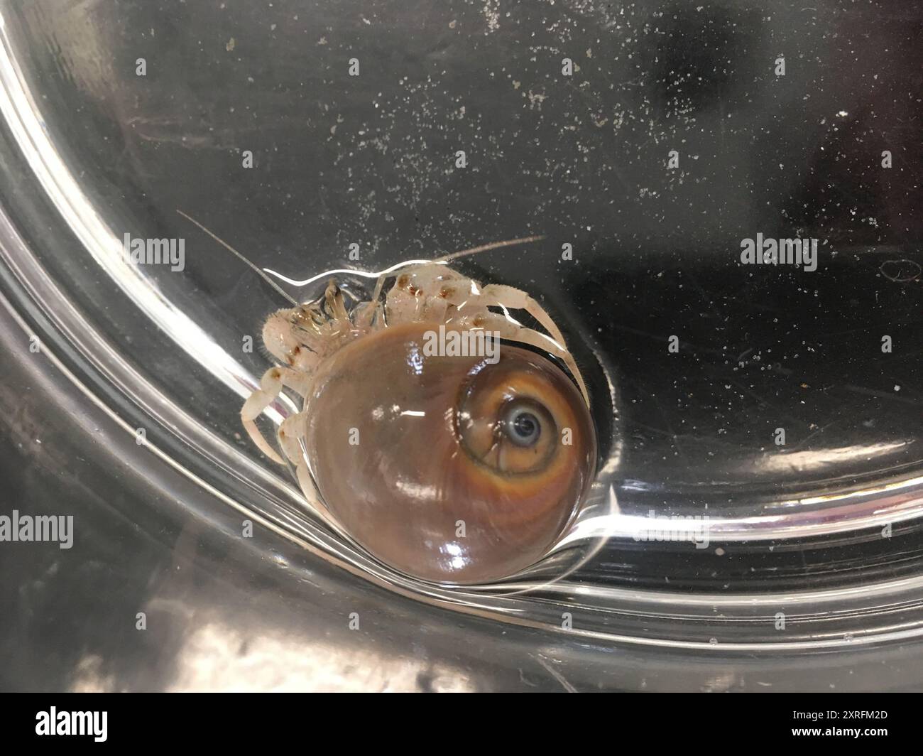 Shark Eye (Neverita duplicata) Mollusca Stock Photo - Alamy