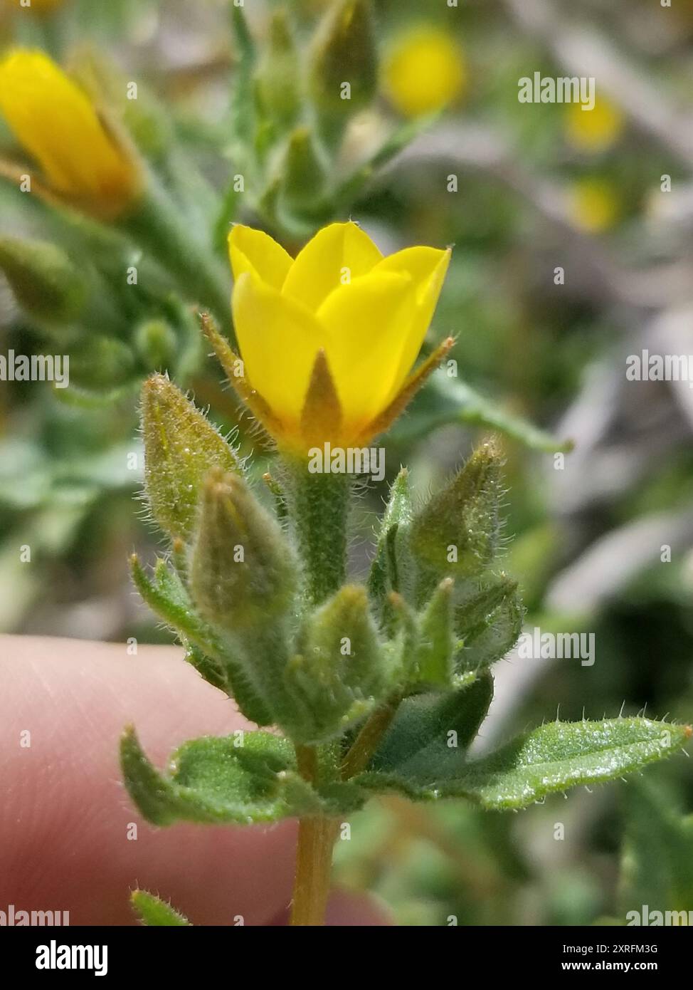Whitestem Blazingstar (Mentzelia albicaulis) Plantae Stock Photo - Alamy
