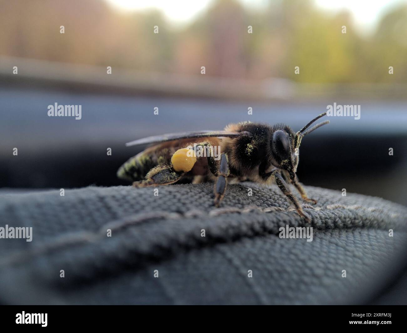 Giant Honey Bee (Apis dorsata) Insecta Stock Photo - Alamy
