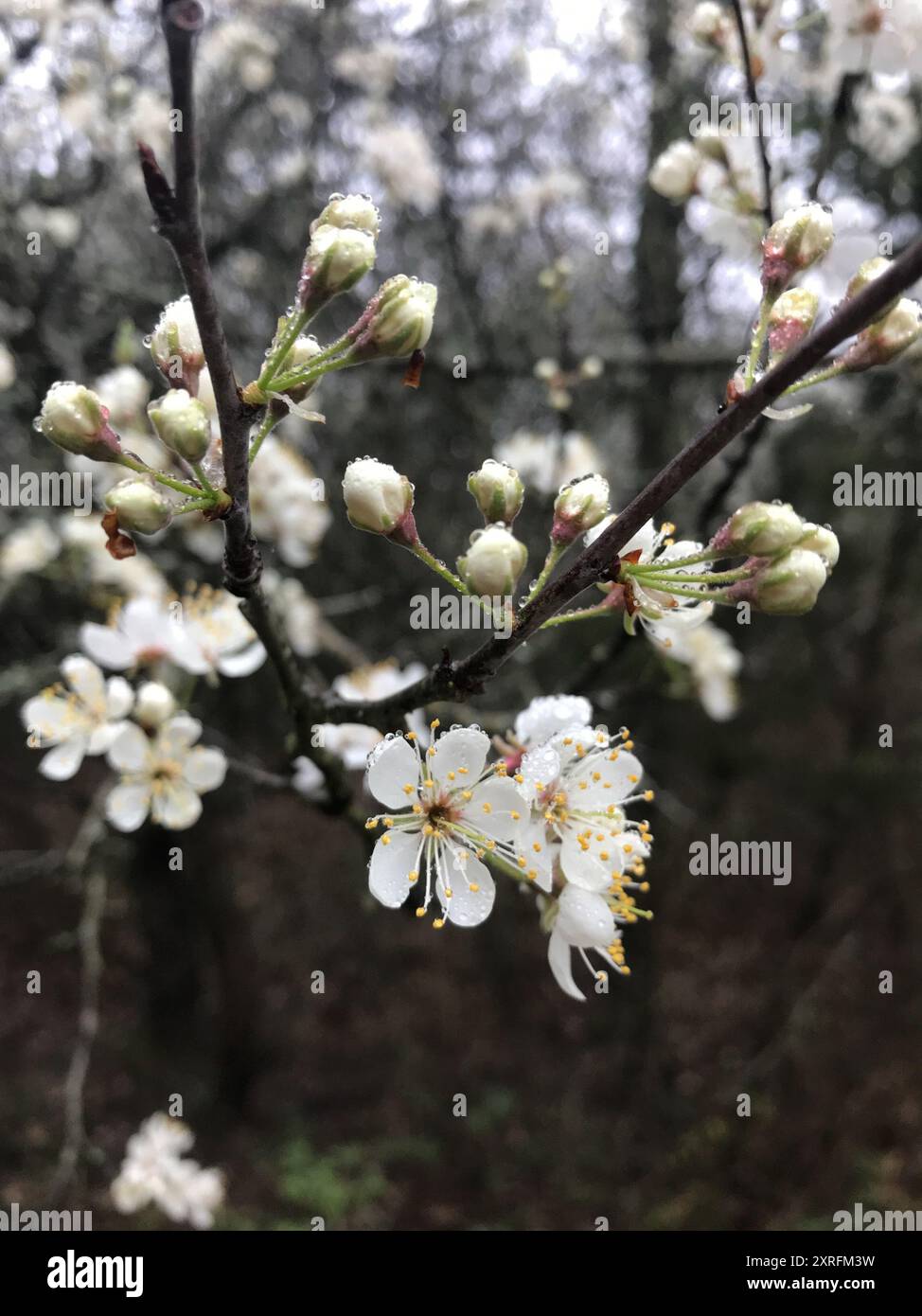 Mexican Plum (Prunus mexicana) Plantae Stock Photo - Alamy
