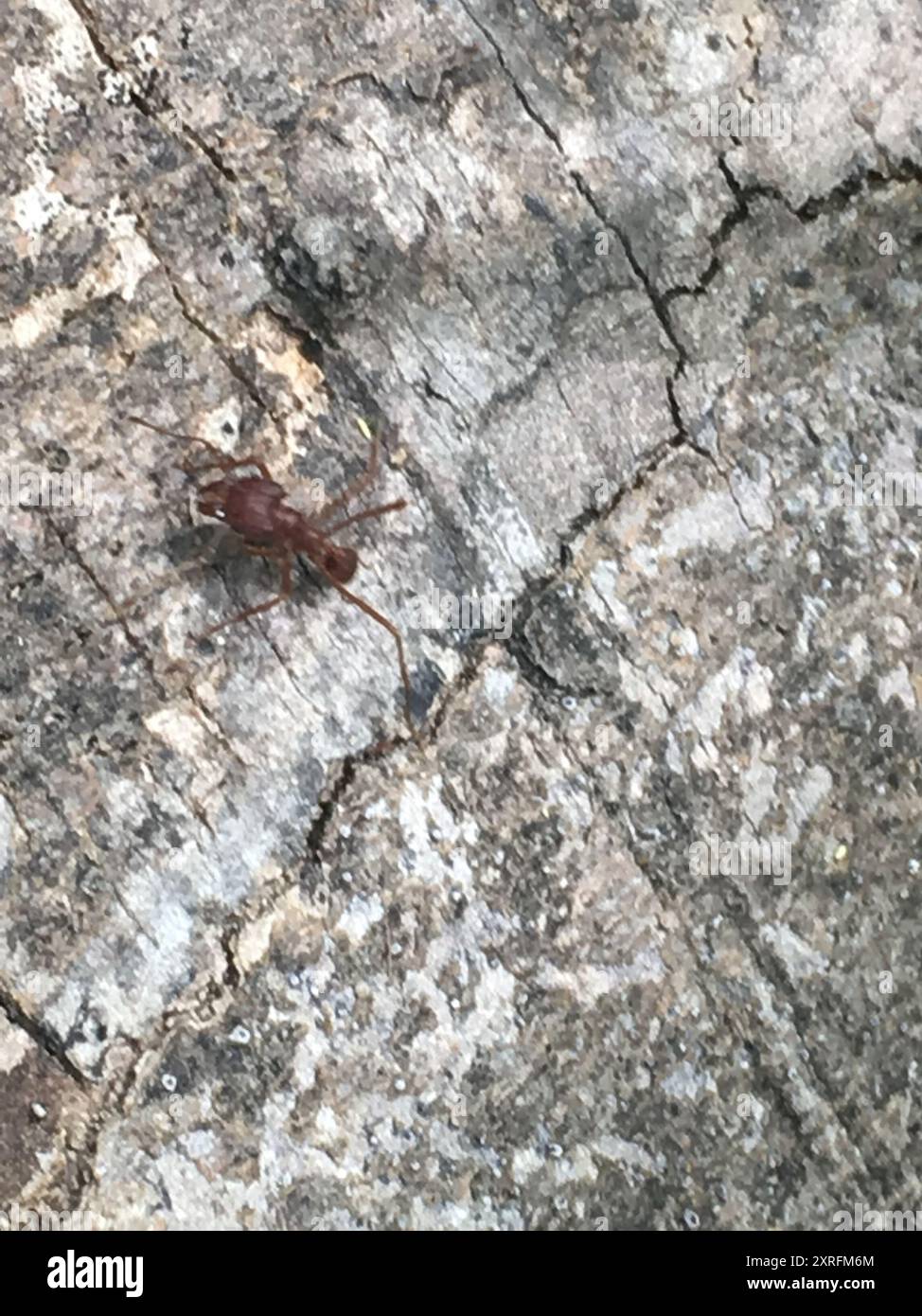 Texas Leafcutter Ant (Atta texana) Insecta Stock Photo - Alamy