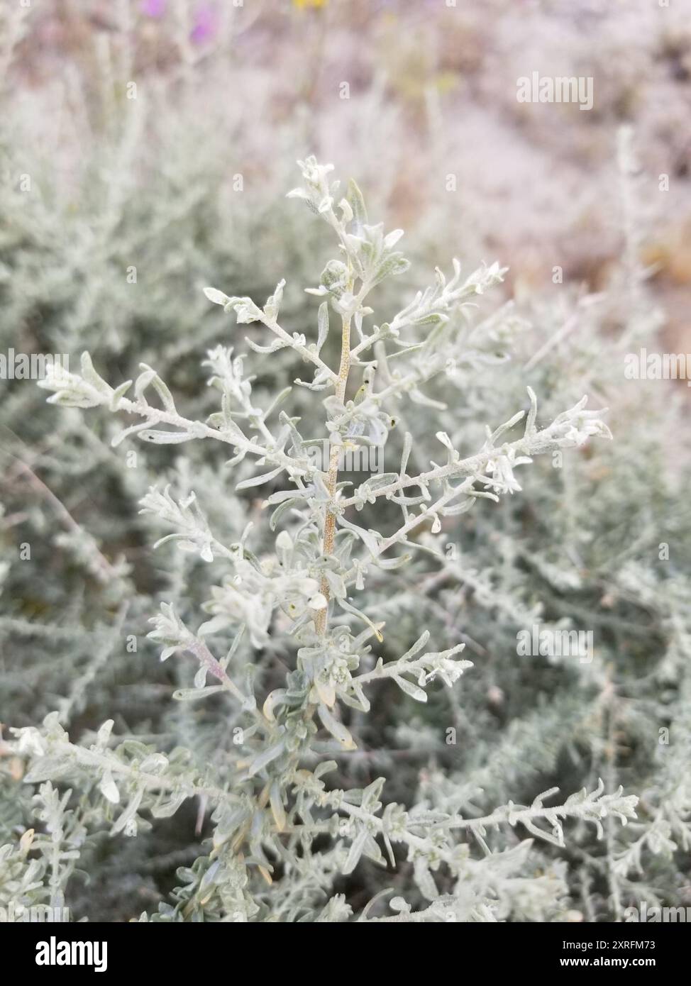 Cattle Saltbush (Atriplex polycarpa) Plantae Stock Photo - Alamy