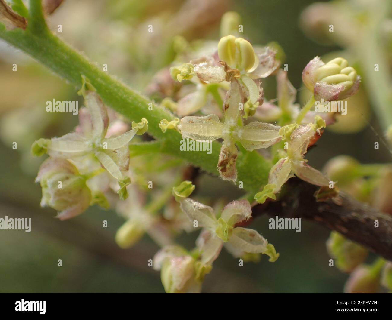 Chinese Hackberry (Celtis sinensis) Plantae Stock Photo - Alamy