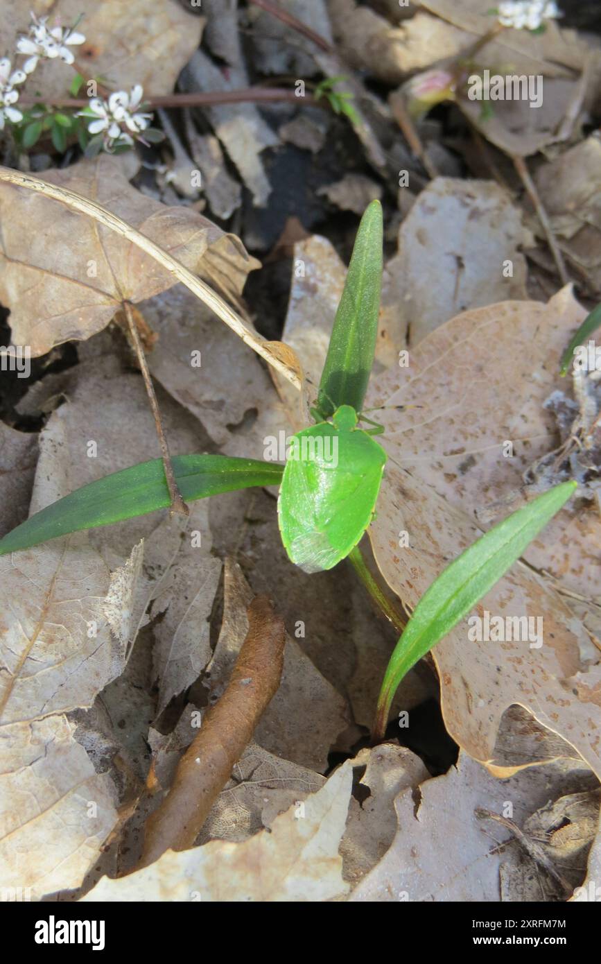 Green Stink Bug (Chinavia hilaris) Insecta Stock Photo - Alamy
