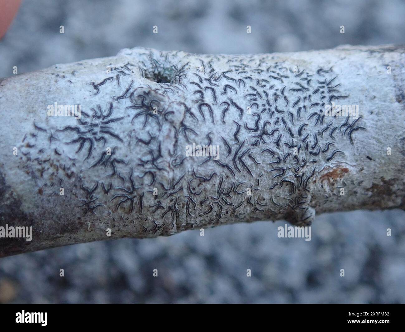 Common Script Lichen (Graphis scripta) Fungi Stock Photo - Alamy