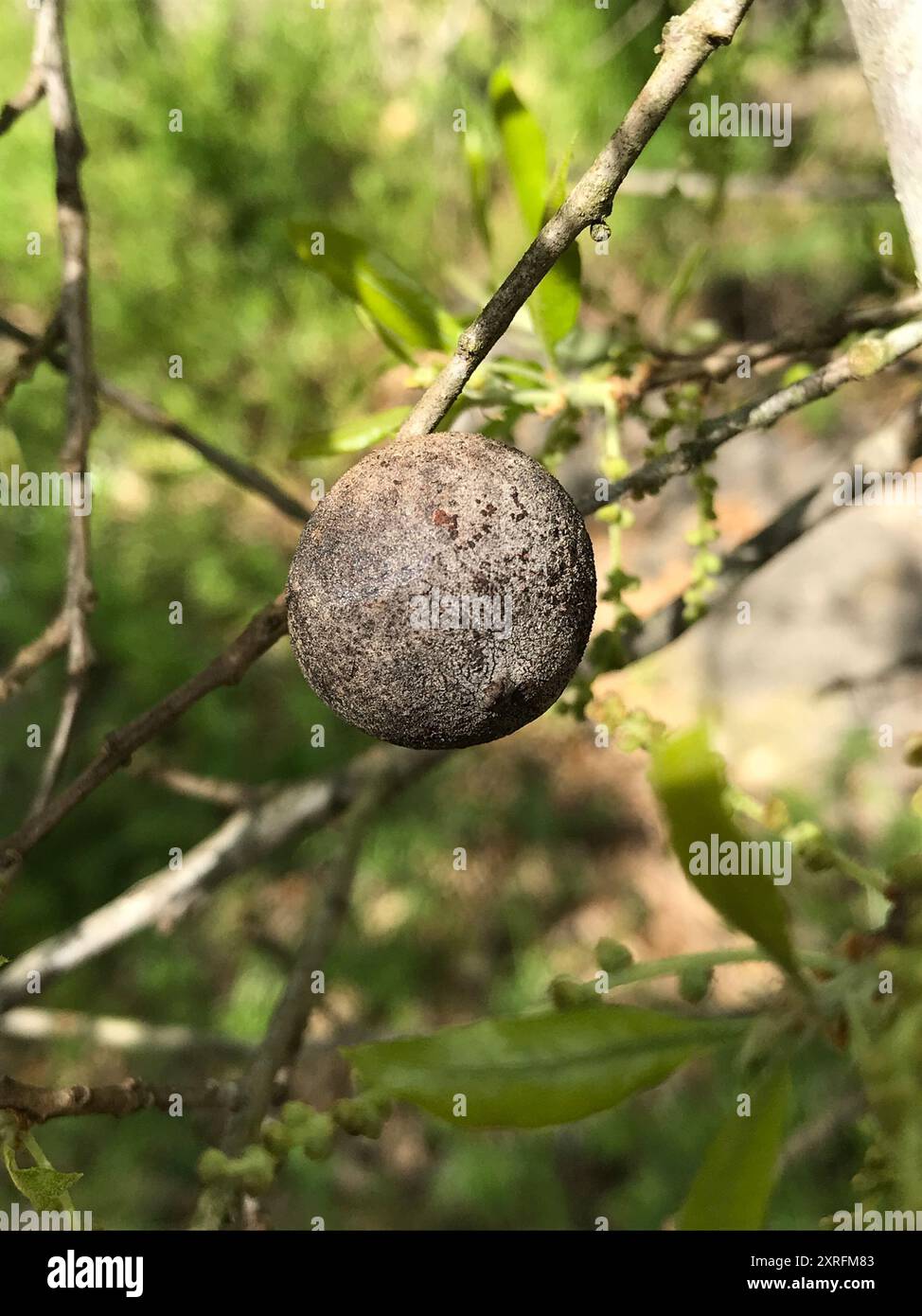 Mealy oak gall wasp (Disholcaspis cinerosa) Insecta Stock Photo - Alamy