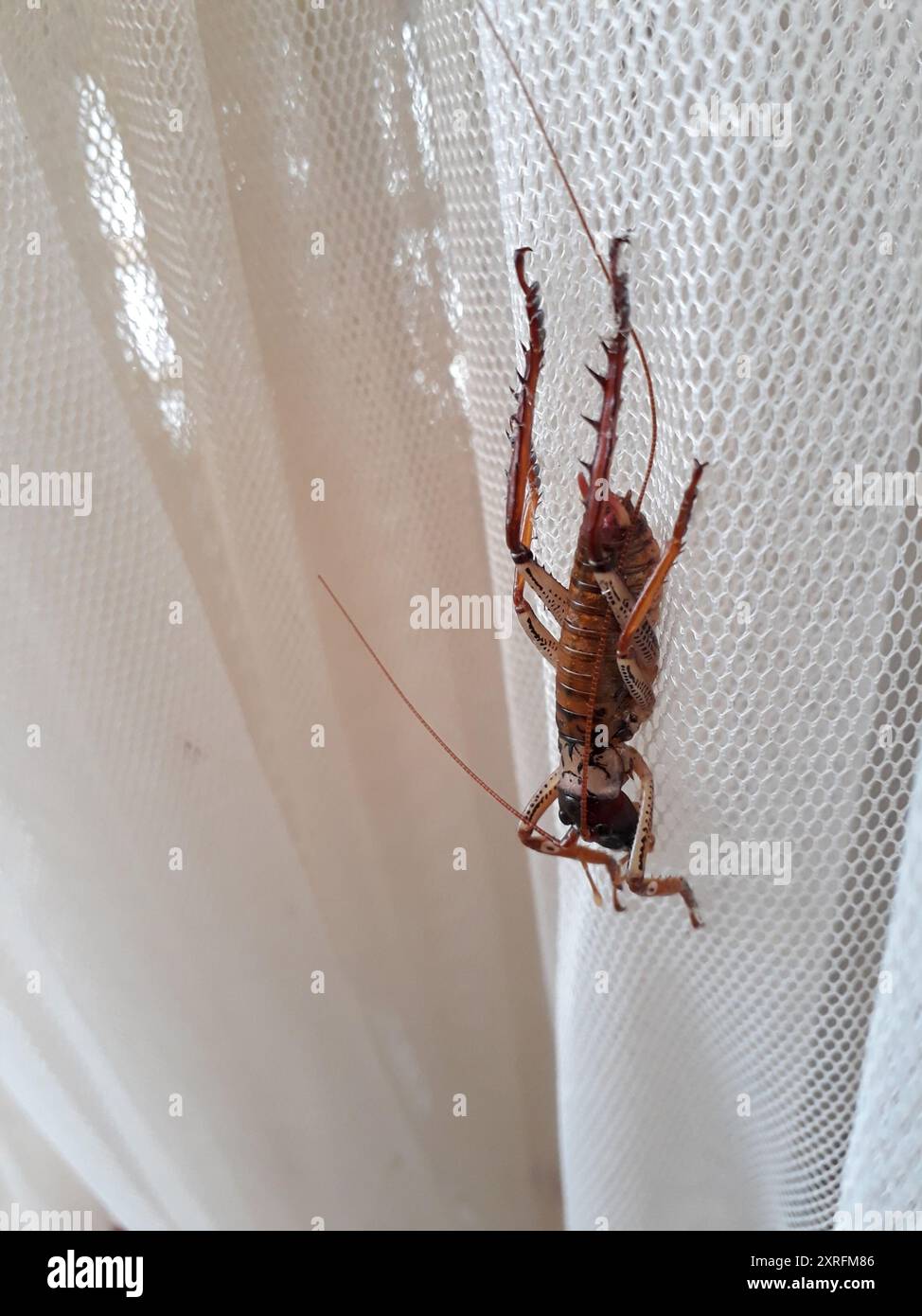 Auckland Tree Weta (Hemideina thoracica) Insecta Stock Photo - Alamy