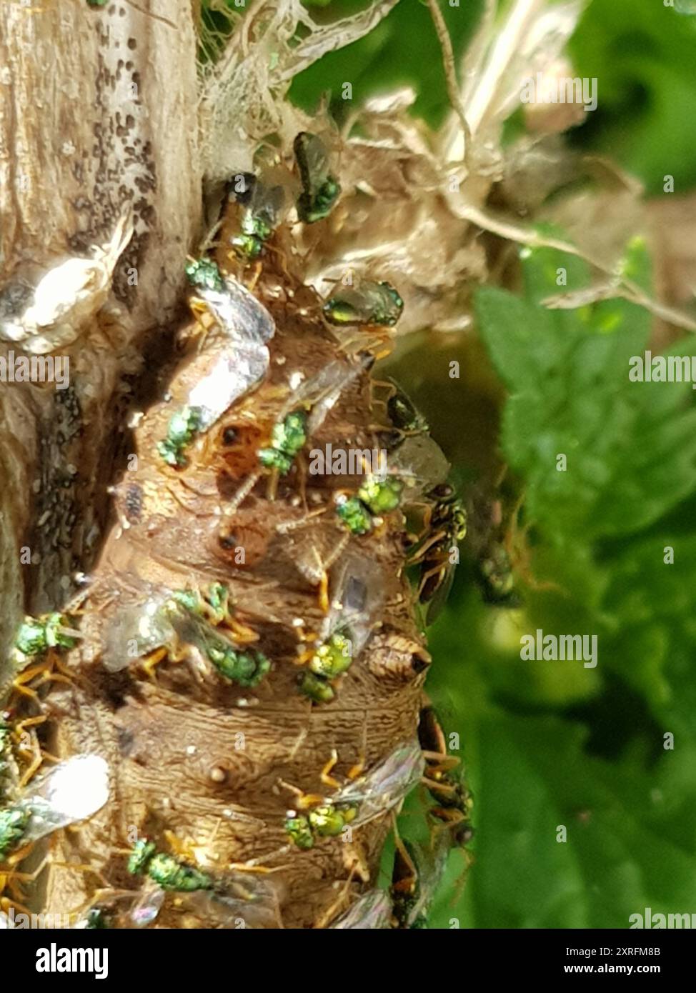 White Butterfly Pupal Parasitoid Wasp (Pteromalus puparum) Insecta ...