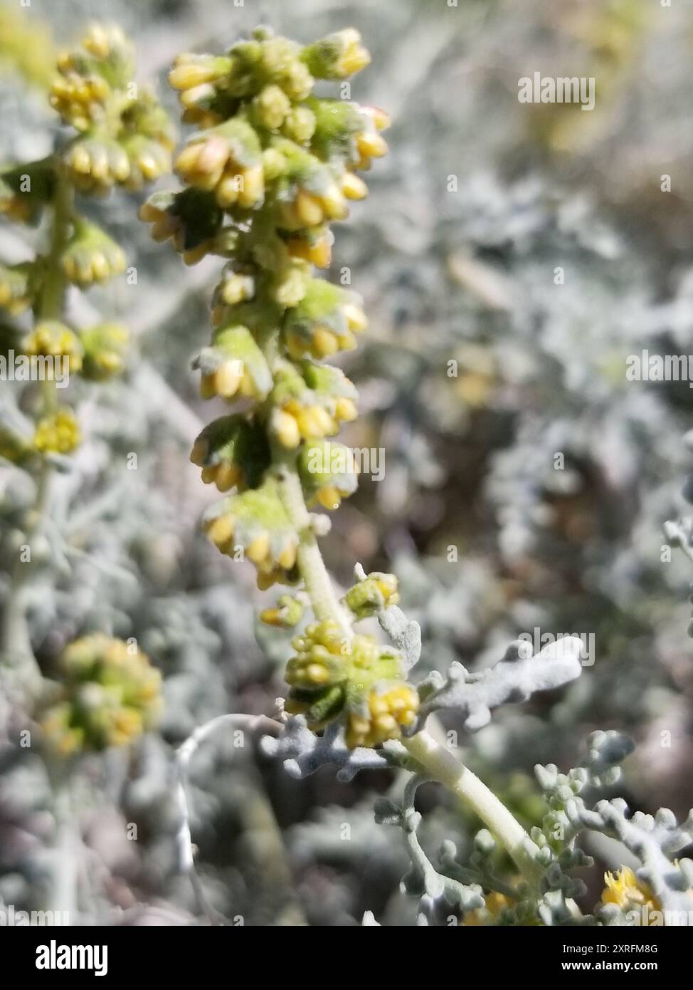 Burrobush (Ambrosia dumosa) Plantae Stock Photo - Alamy