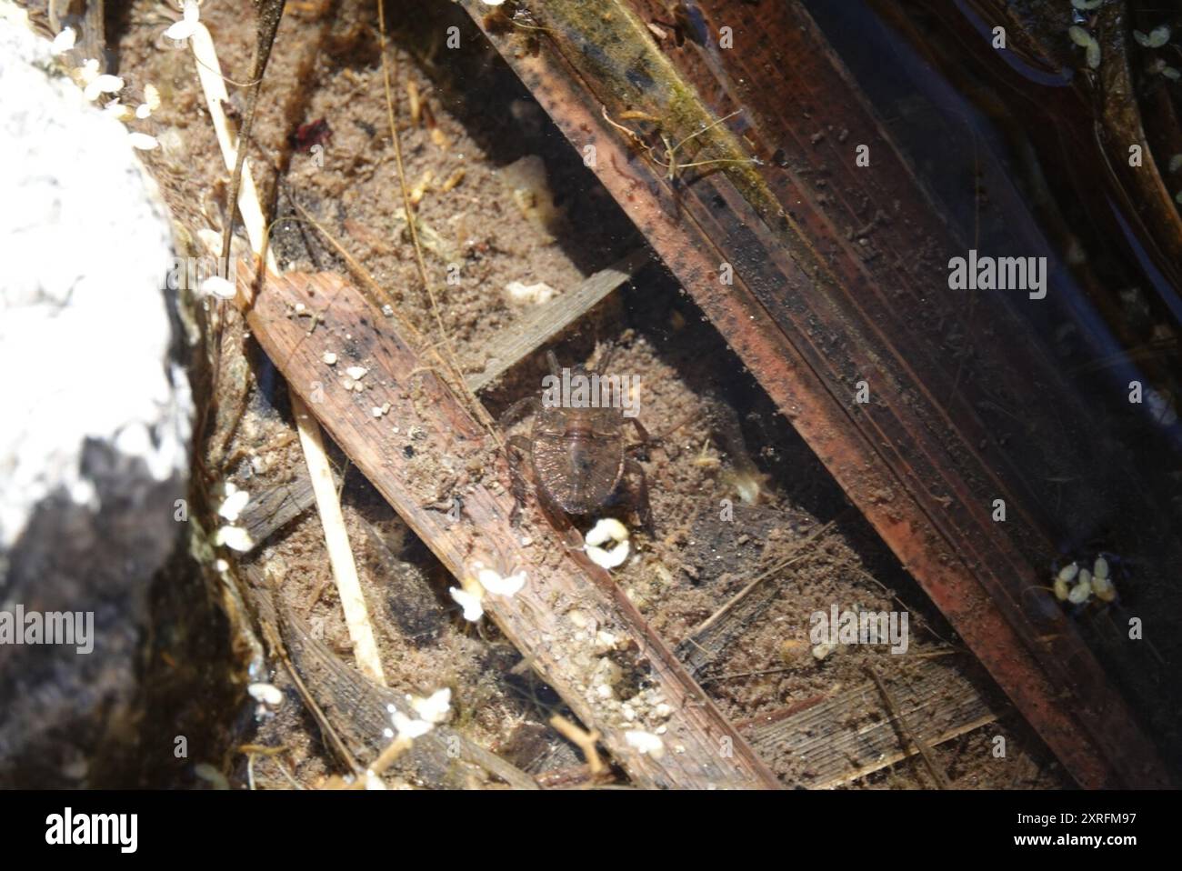 Giant Water Bugs (Belostomatidae) Insecta Stock Photo - Alamy