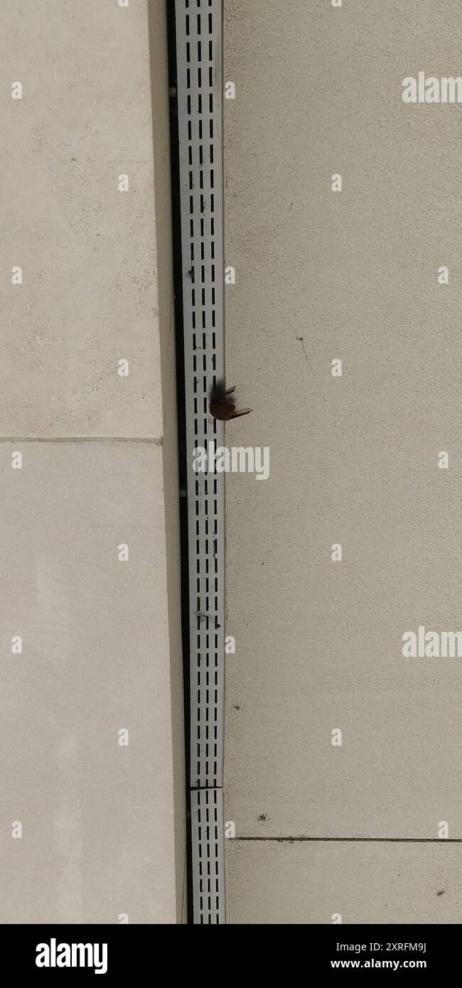 Tricolored Bat (Perimyotis subflavus) Mammalia Stock Photo - Alamy