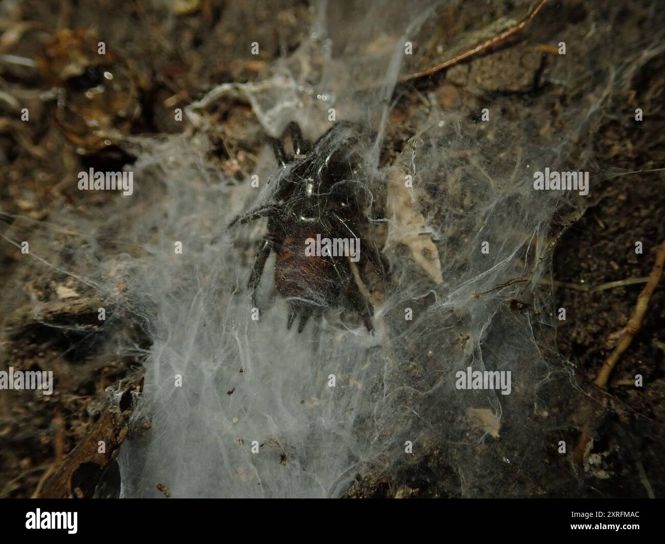 Banded Tunnelweb Spiders (Hexathele) Arachnida Stock Photo - Alamy