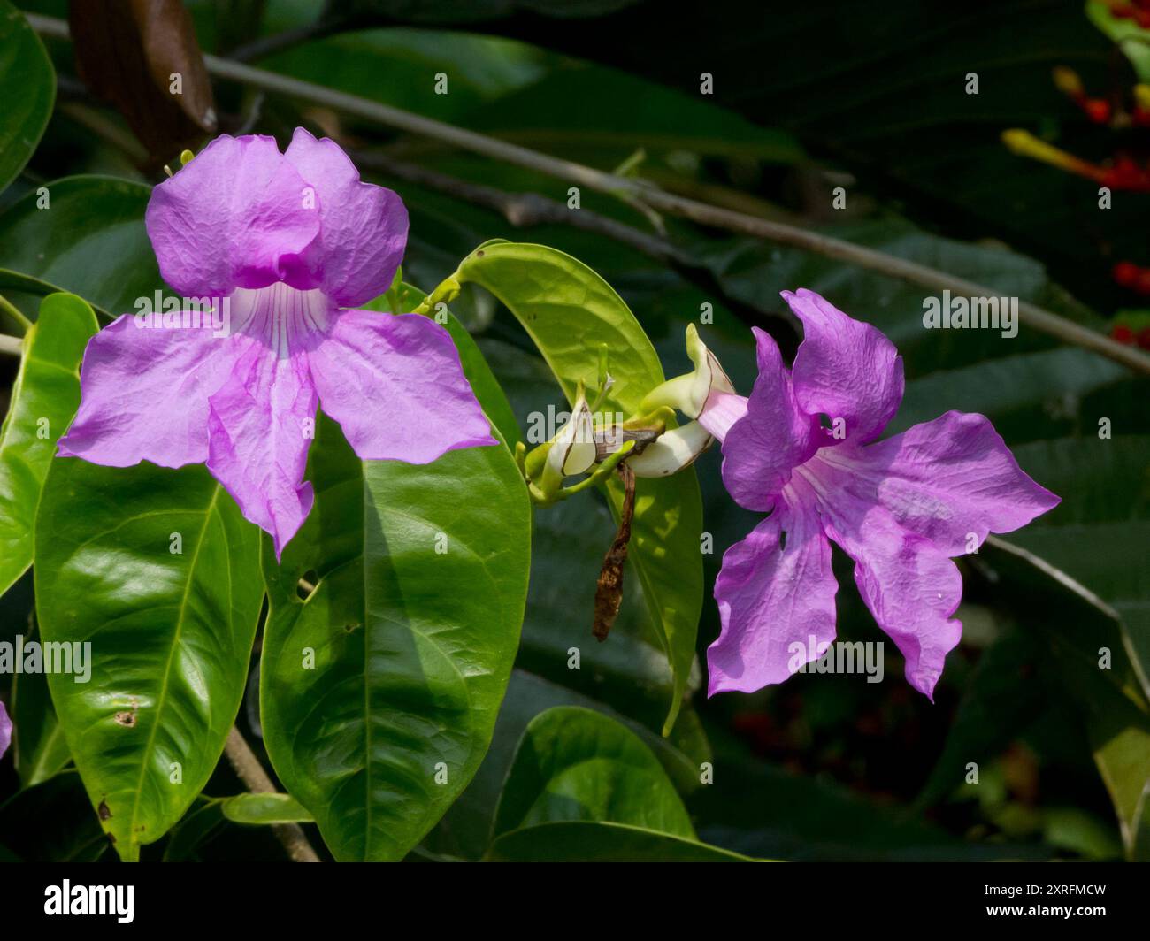 bignonia family (Bignoniaceae) Plantae Stock Photo - Alamy
