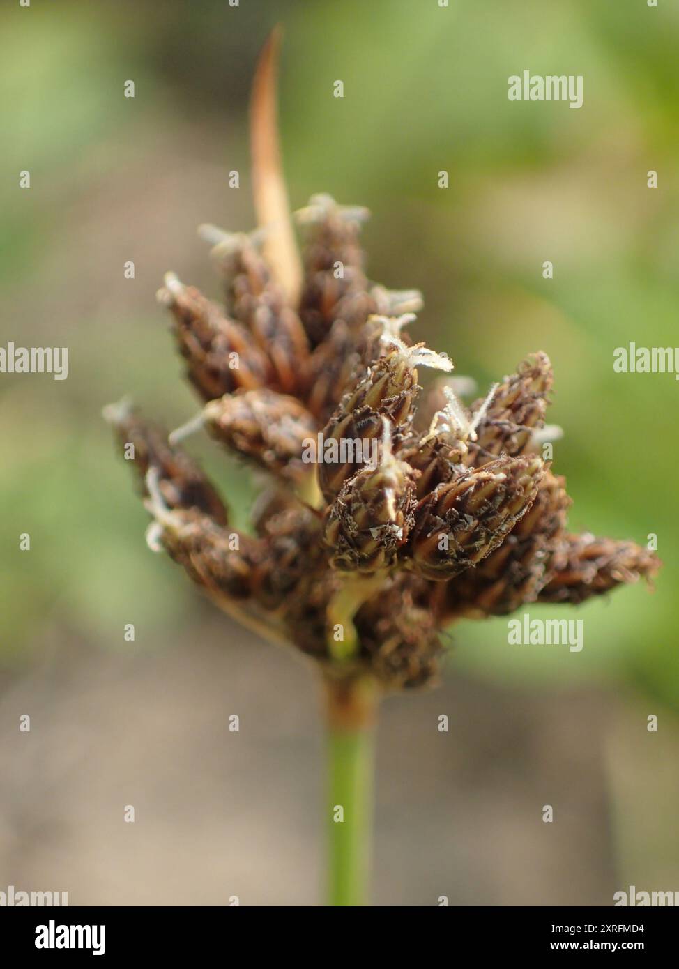 Common Fringe-rush (Fimbristylis dichotoma) Plantae Stock Photo - Alamy
