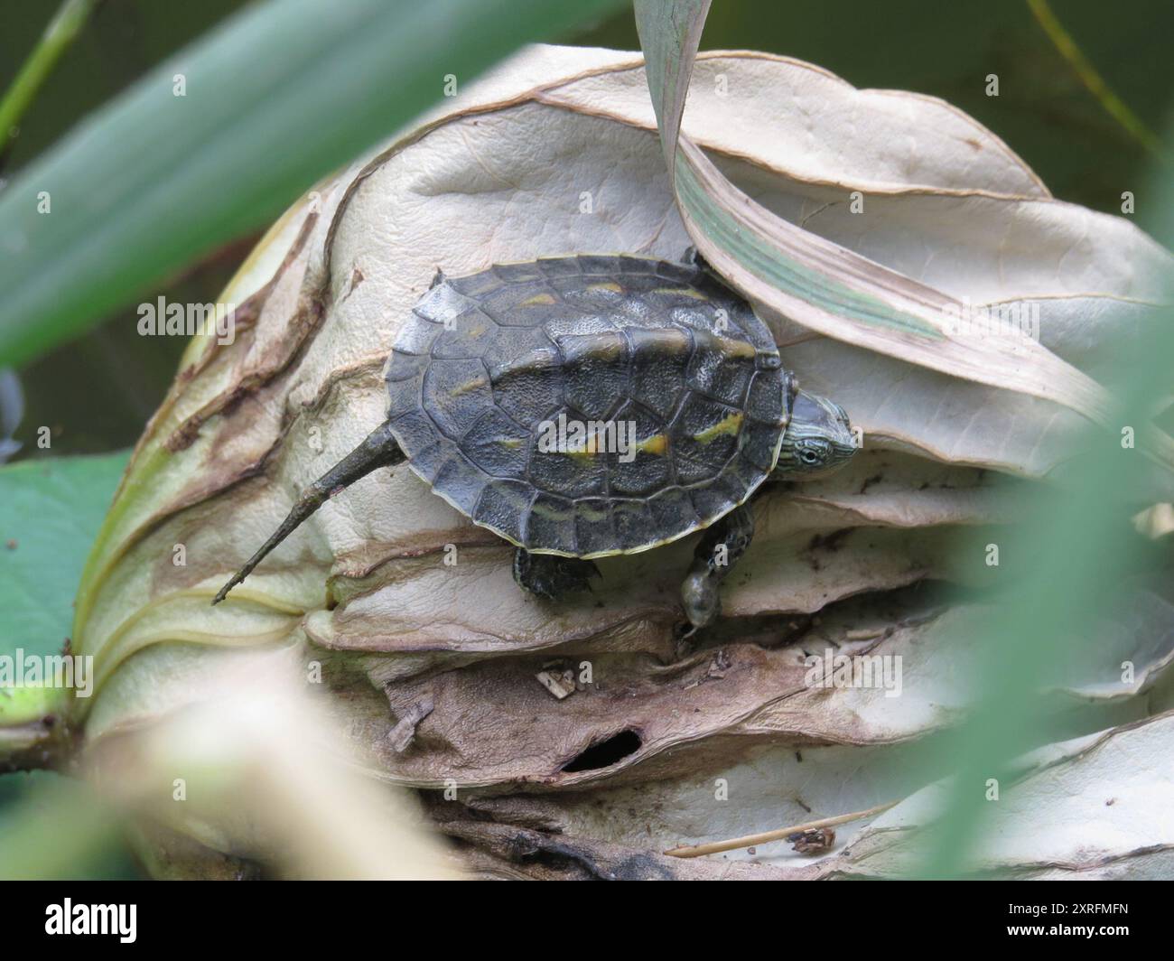 Common thread turtle (Mauremys sinensis) Reptilia Stock Photo - Alamy