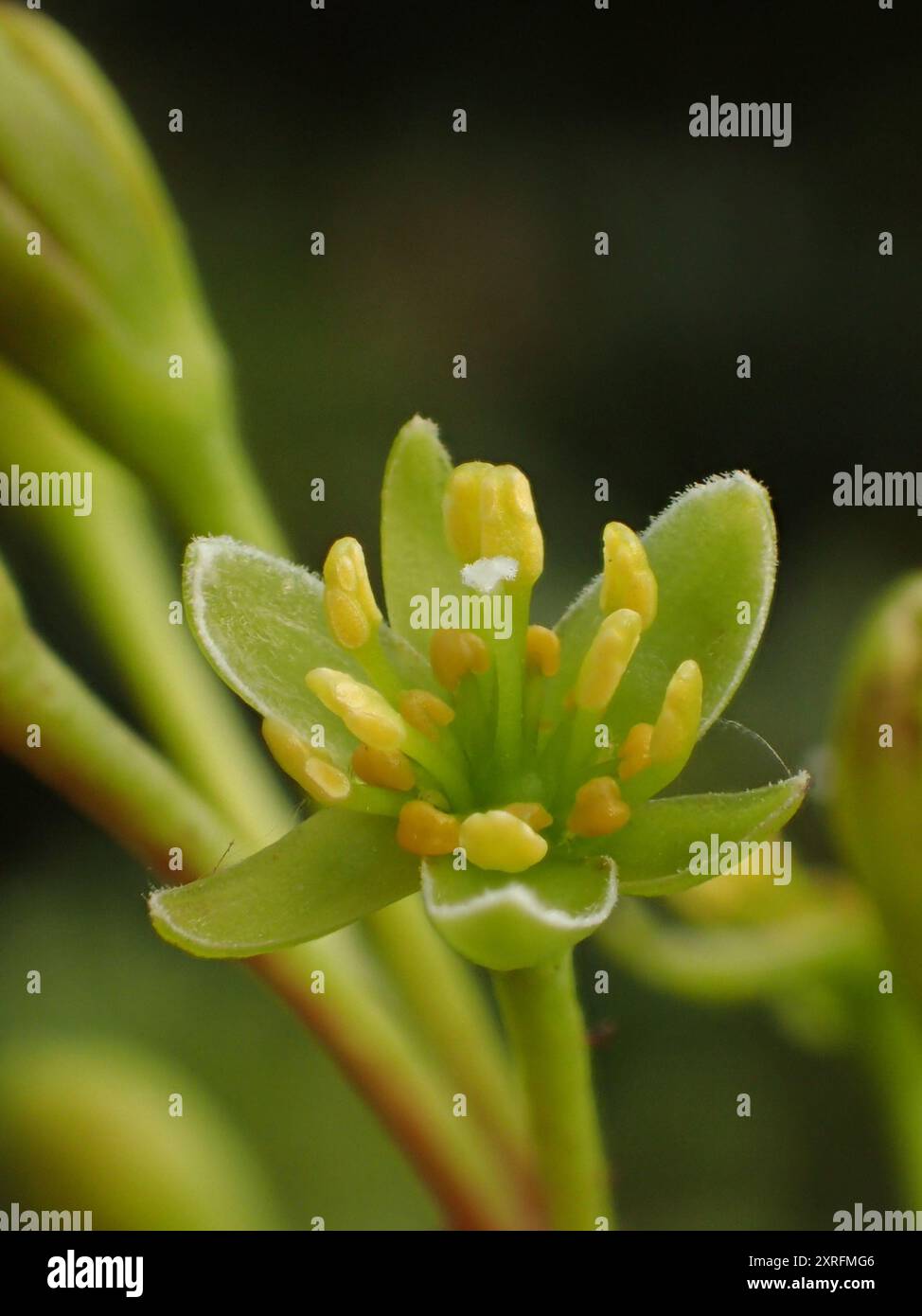 Machilus thunbergii hi-res stock photography and images - Alamy